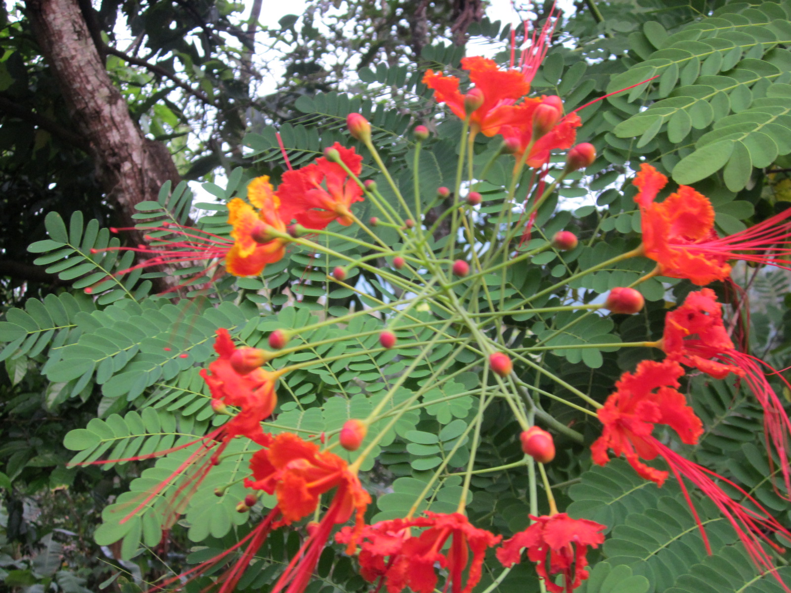 NATURE'S BEAUTY: Rajamalli Flower