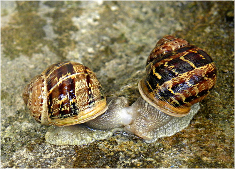 FOTO NATURA HUESCA 2: DESPUÉS DE LA TORMENTA helix aspersa Otto ...