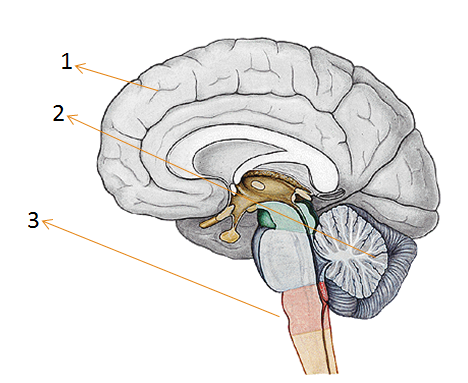 Anatomi Sistem Saraf Saraf Pusat (Part 2) ~ Patomedika