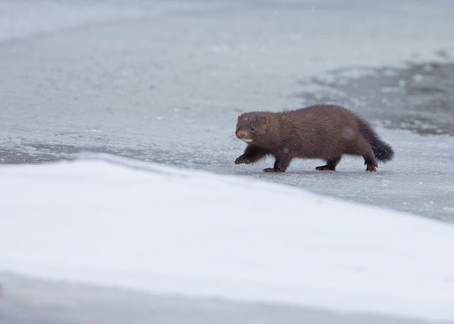 Chi viaggia impara: Immagini dal mondo: Stati Uniti d'America: Pennsylvania