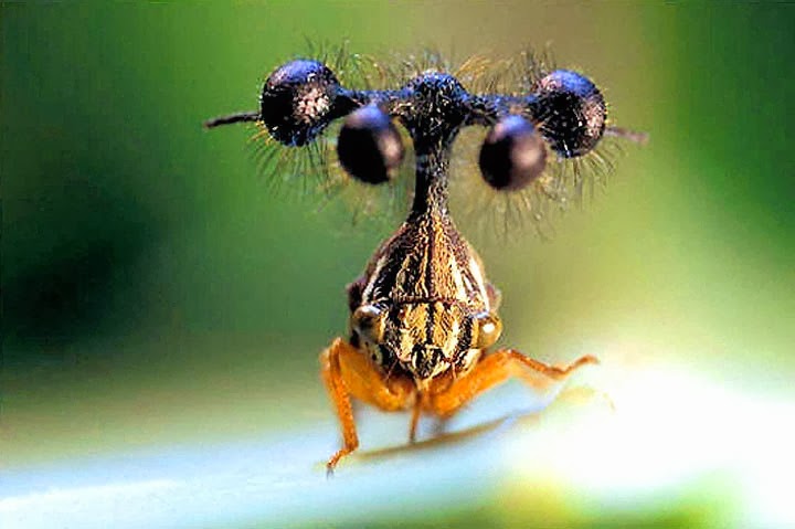 MUY INTERESANTE SPAIN: GLOBULARE,EL INSECTO MÁS RARO DEL MUNDO