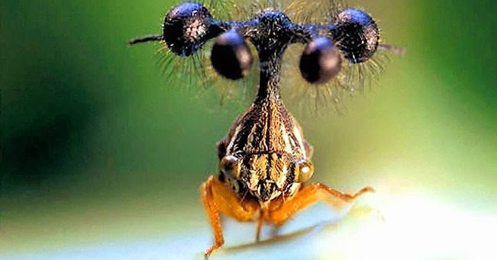 MUY INTERESANTE SPAIN: GLOBULARE,EL INSECTO MÁS RARO DEL MUNDO