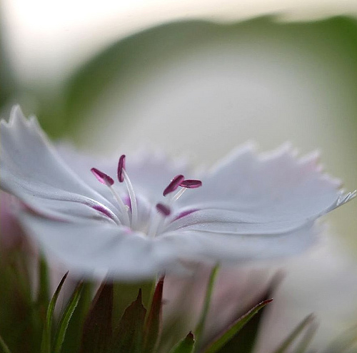 Epitome: Isaiah 54 – The Promise of Eternal Peace