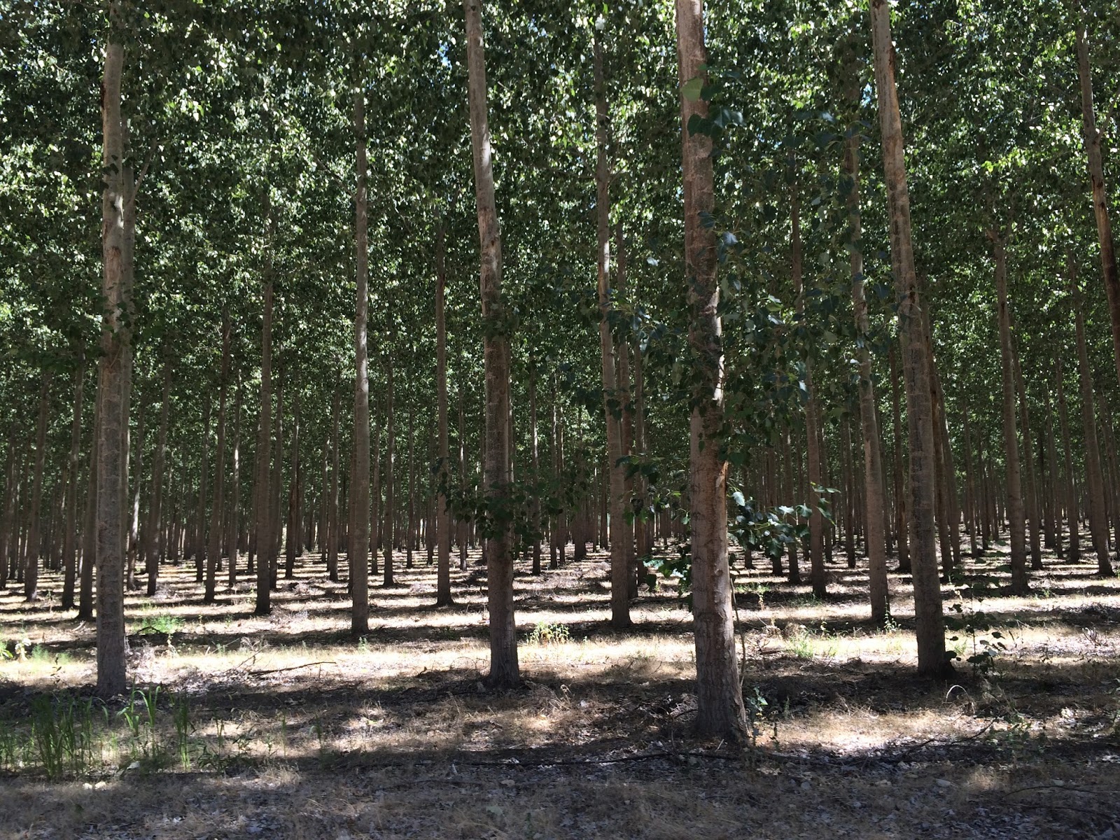 World Forestry Center - International Fellowship Program Blog: Poplar ...
