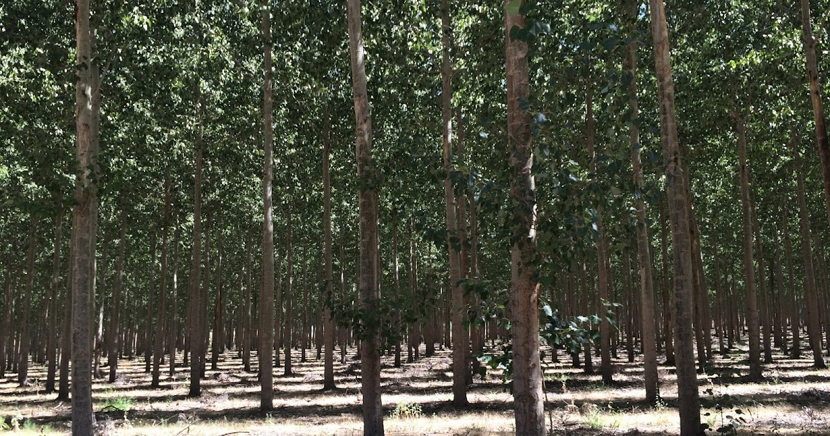 World Forestry Center - International Fellowship Program Blog: Poplar ...