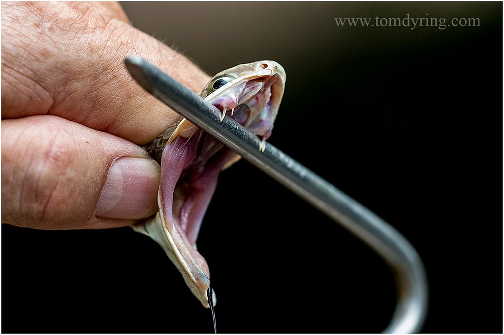 TOM DYRING WILDPHOTO / NN: MORE AFRICAN SNAKES