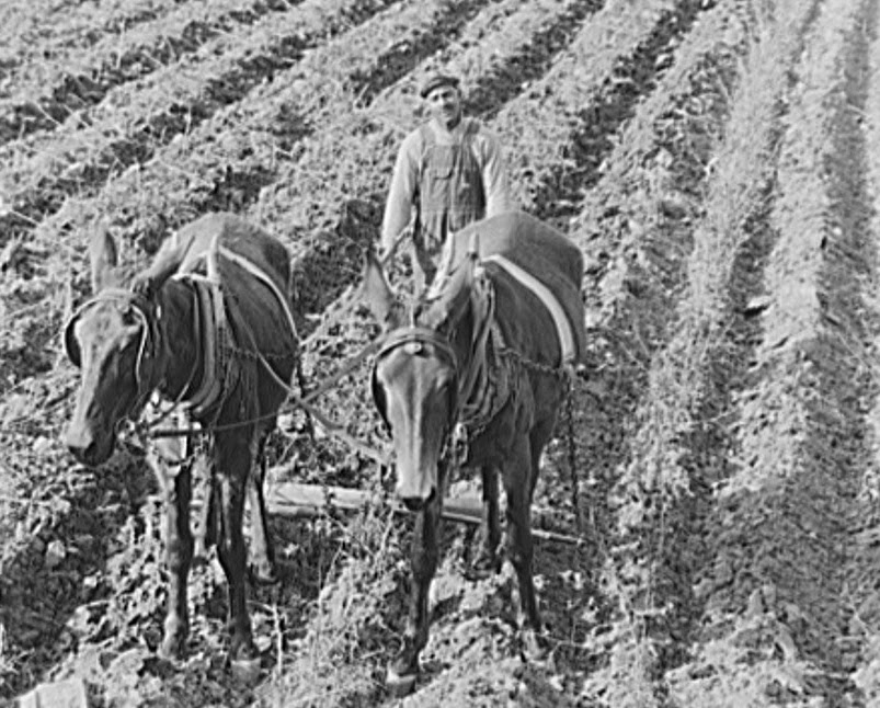 Between the Gate Posts: November 2014