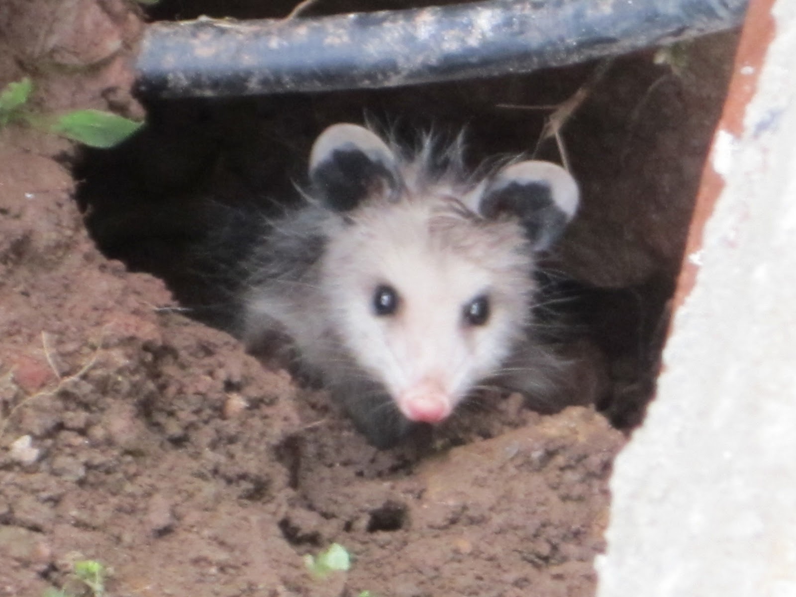 Possum NYC subway | Xvista