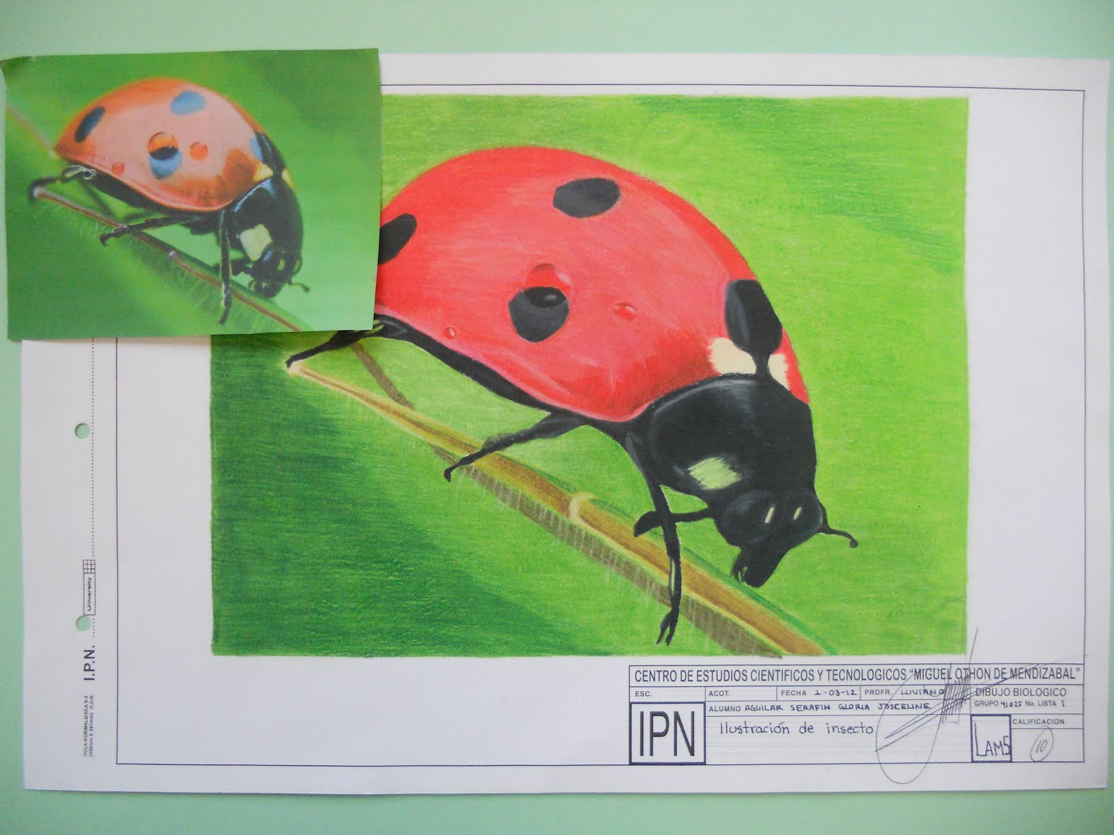 Dibujo Biológico: LÁMINA 5 ILUSTRACIÓN DE INSECTO