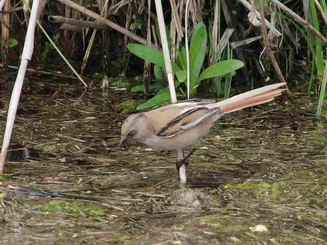 Birds of the Heath: Leucistic Pochard and other goodies at Cley