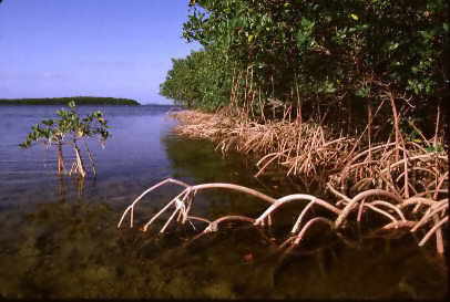 Caitlin D. Marine Science: Benefits of Mangroves