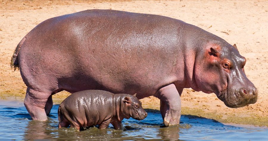 Hipopótamos Animals Pics