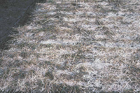 Northcentral Montana MSU Extension: Potential Winter Wheat Diseases