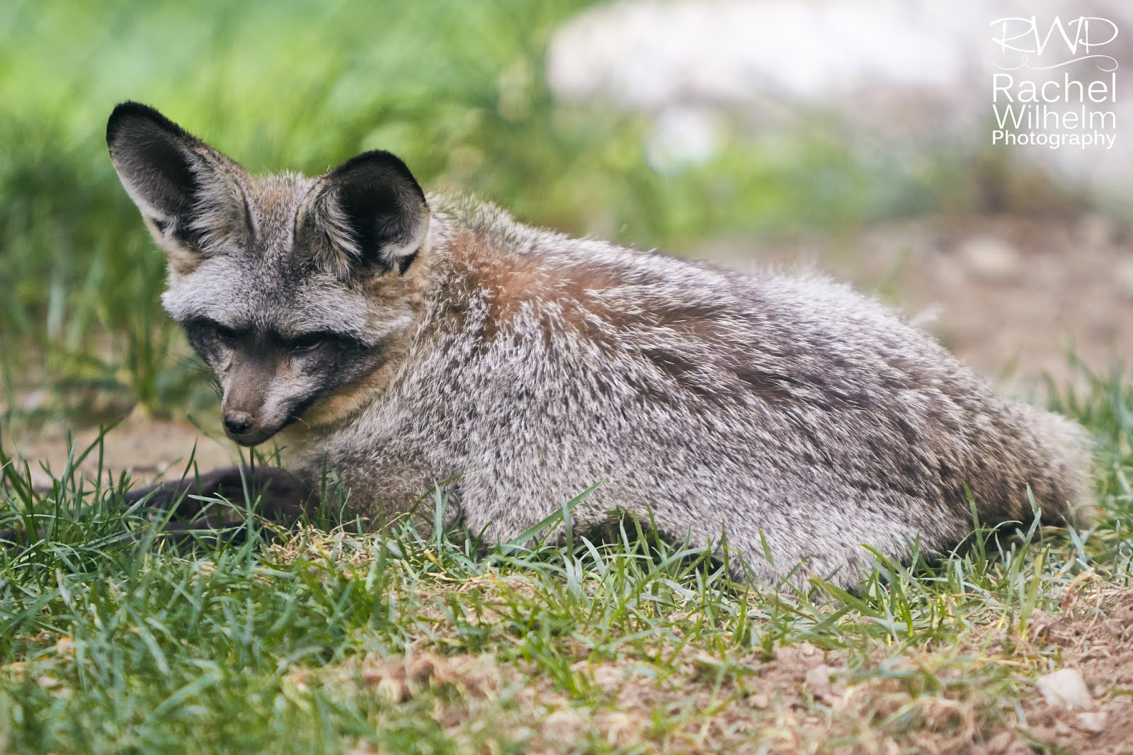 RWP Wildlife: Bat Earred Fox and Banded Mongoose
