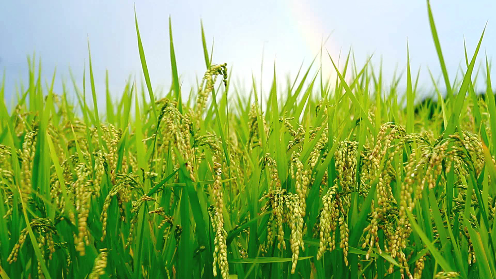 Asal Mula Padi Di Karo (Si Beru Dayang) - Karo Gaul