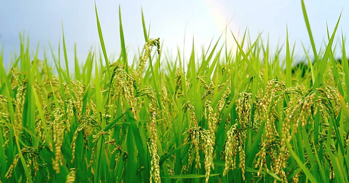 Asal Mula Padi Di Karo (Si Beru Dayang) - Karo Gaul