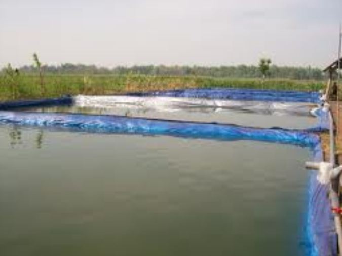 Gurame Purwakarta: Kolam Besar dengan Terpal