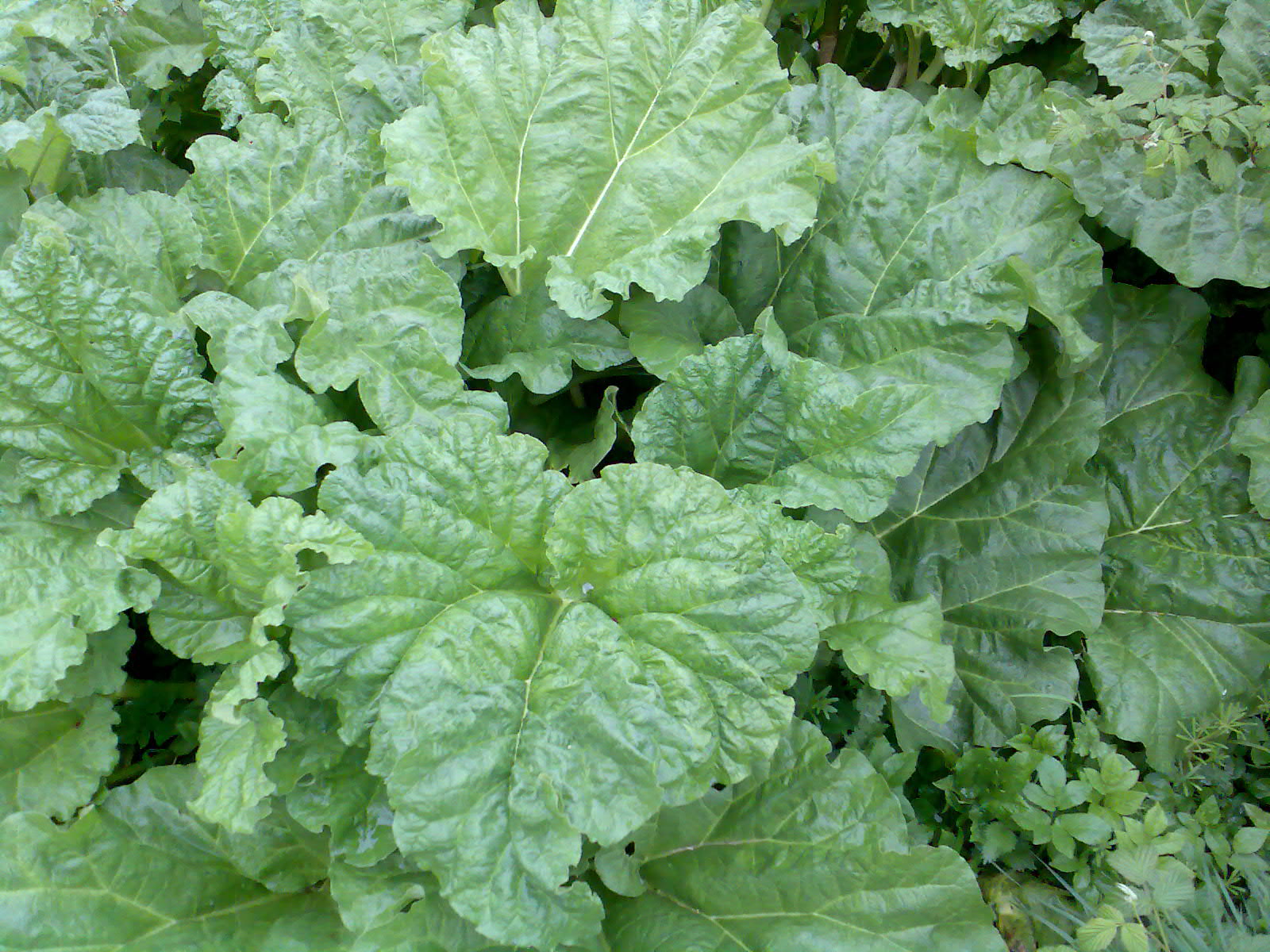 Ben's Adventures in Wine Making: Rhubarb Wine 2013 - The Making Of ...
