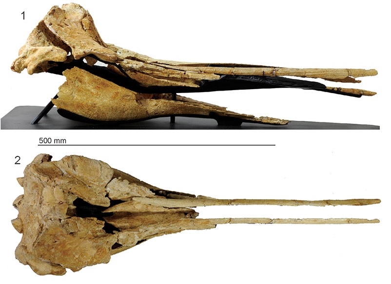 The Coastal Paleontologist, atlantic edition: 2015 in review: Advances ...