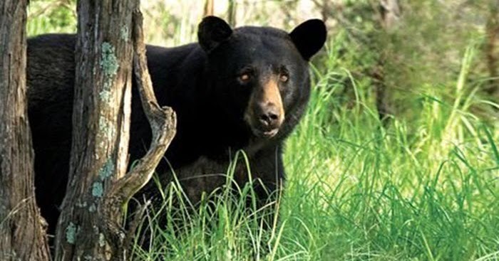 [INSÓLITO] Policías rescatan un OSO que "inexplicablemente" se quedó ...
