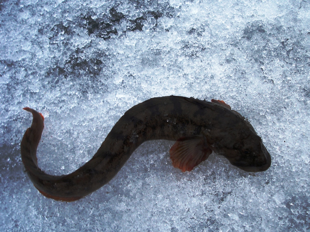 Artes de Pesca: ACTINOPTERYGII