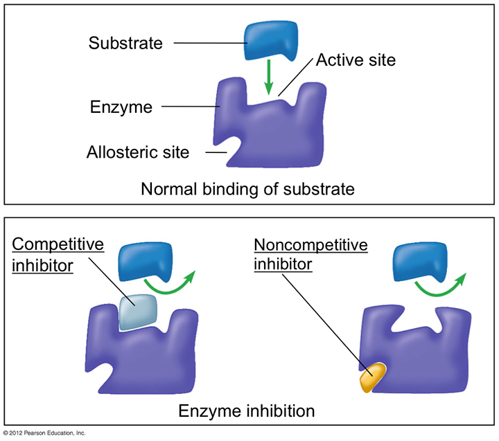 Faktor-Faktor yang Mempengaruhi Kerja Enzim | de Biology
