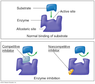 Faktor-Faktor yang Mempengaruhi Kerja Enzim | de Biology