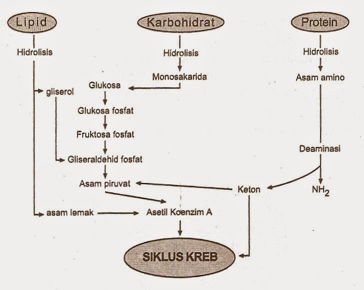 Catatan si Te: SIKLUS KREBS