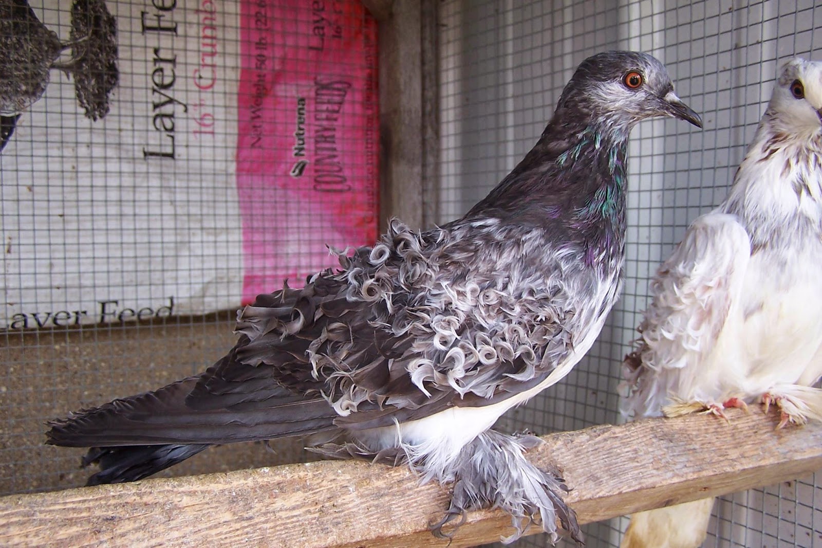 World of Pigeons and Doves: Frillback Pigeons