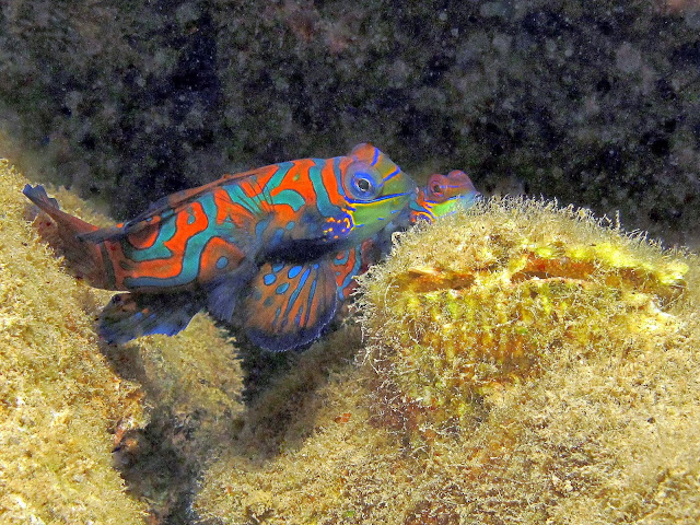 fish share: MANDARIN FISH IKAN HIAS CANTIK 4