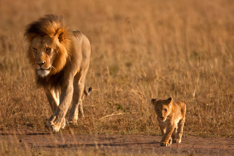 IMAGENES DE LEONES: IMAGEN LEO CON SU CRIA