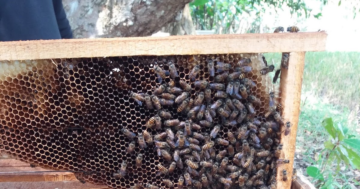Lebah Madu : Mengenal Madu Yang Berkualitas ~ teh dan ubi