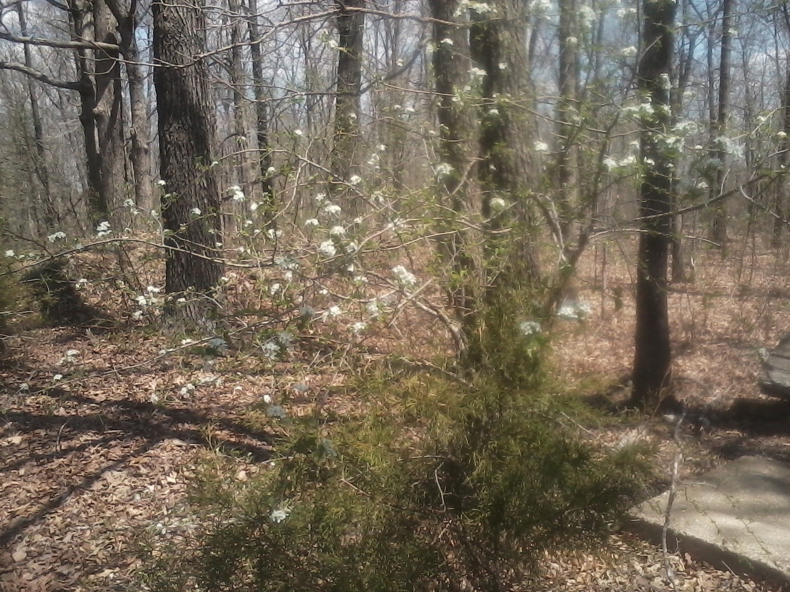 Notes from the Pens: Invasive Pears?