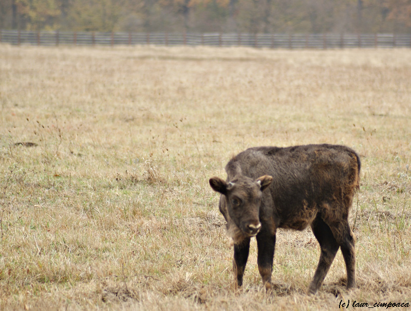(c)Photography beyond words,poze,fotografii,photo from Romania: Zimbri ...