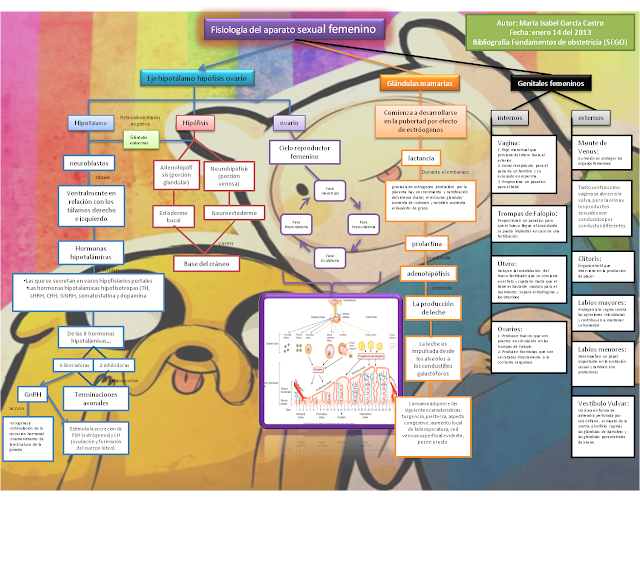 29 Mapa Conceptual Del Aparato Reproductor Masculino Y Femenino Png Images