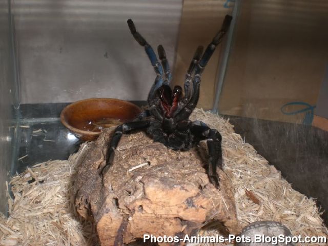 Photos Pets cobalt blue spider
