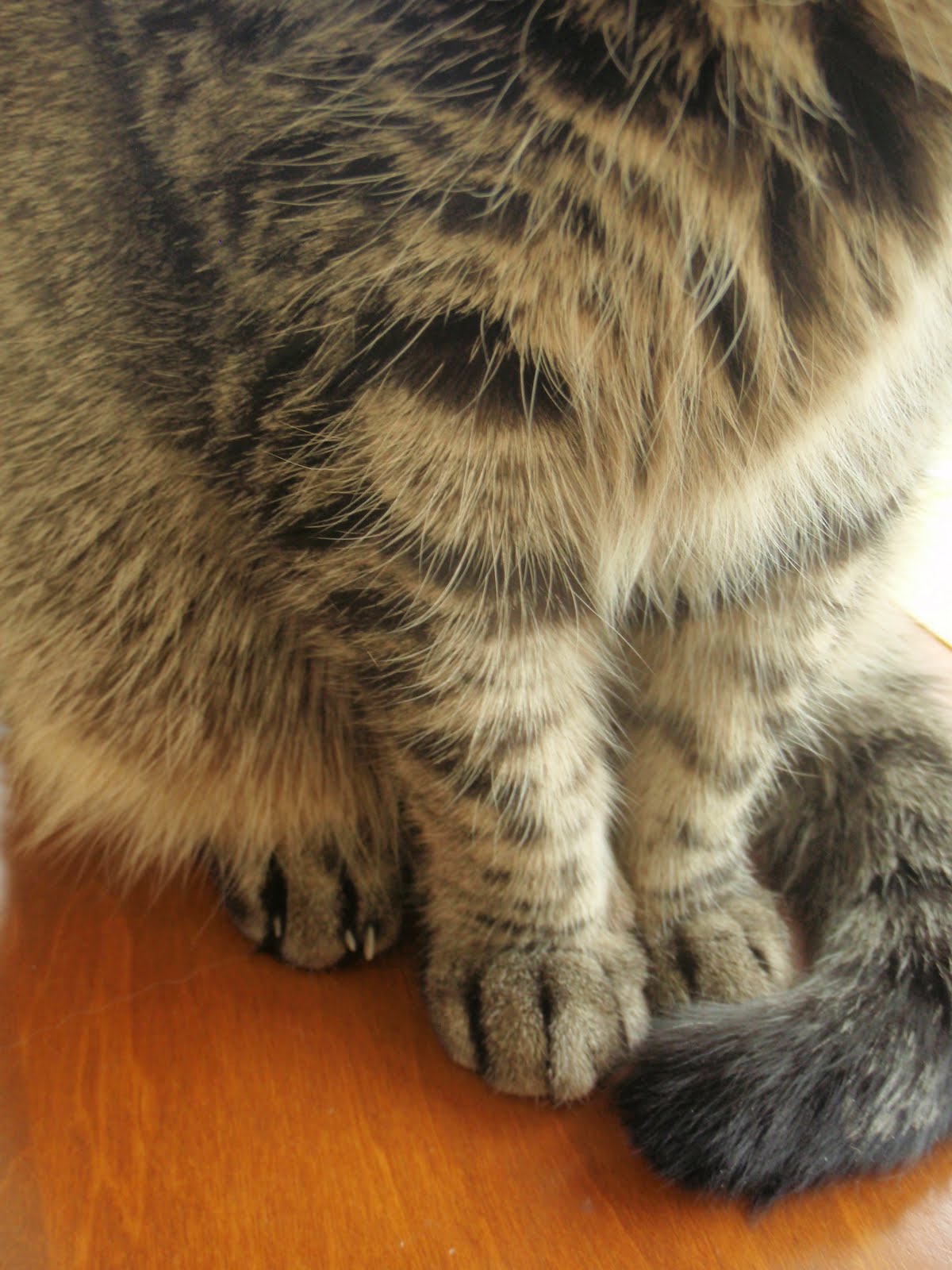 The Chronicles of Cardigan: A Bunch of Lovely Tigger Photos (because I ...