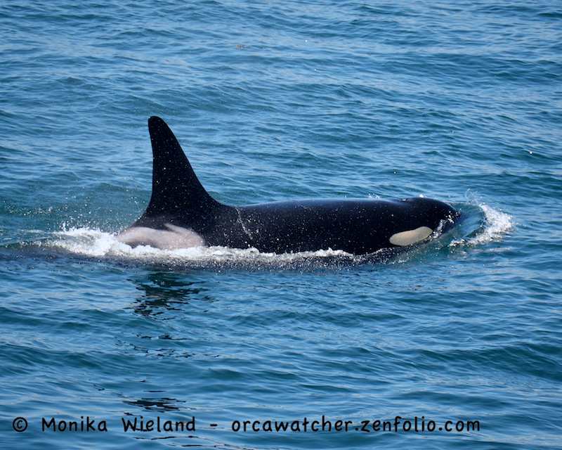 Orca Watcher: Another Spectacular Sunday: Eagles, J-Pod, and the L12s