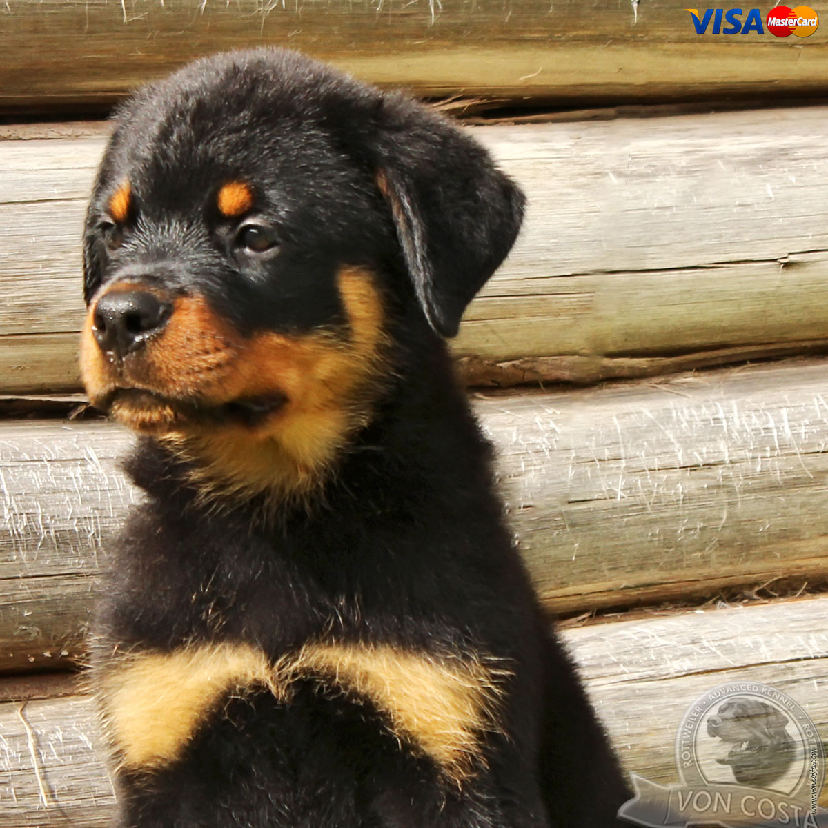 FILHOTE DE ROTTWEILER