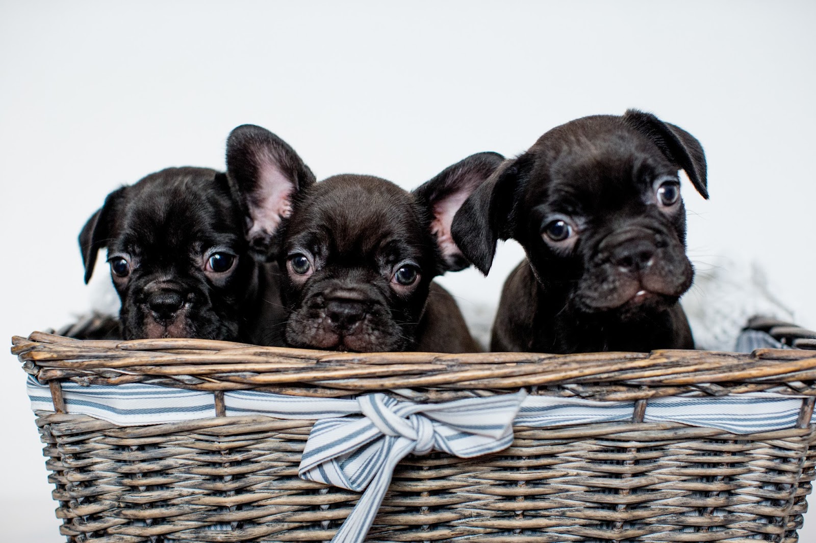 Buldogi Francuskie Hodowla by Paulina Więcek: listopada 2016