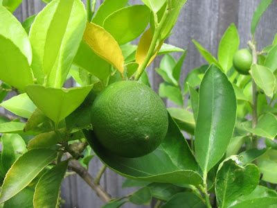 Green Gourmet Giraffe: Limes: history, trivia and limeade