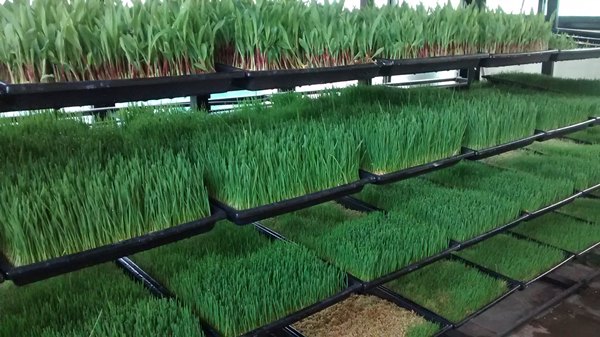 Skill & Startup Bihar: hydroponic-fodder-system