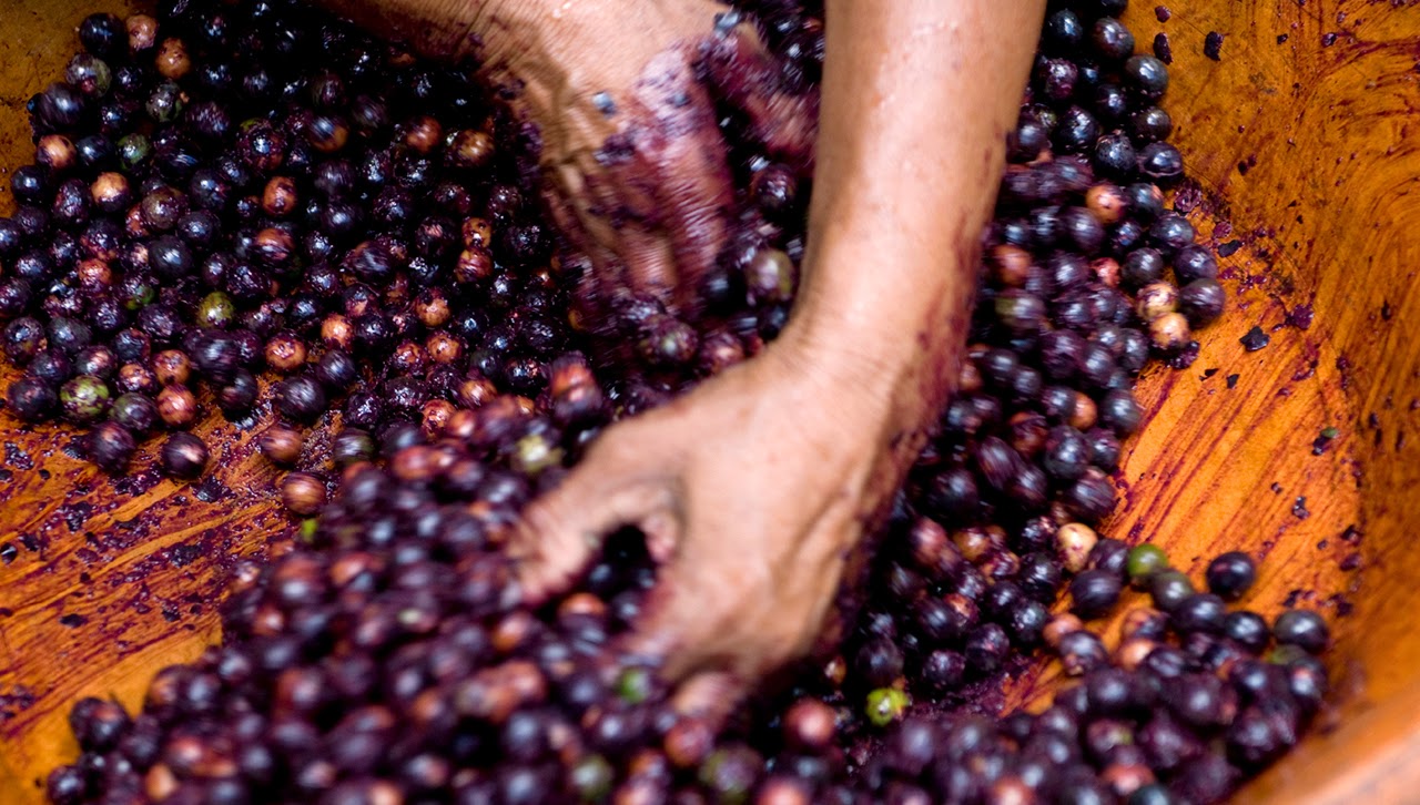 Lindsay Bauer Wellness: Acai Berries - Shakeology Spotlight Ingredient #1