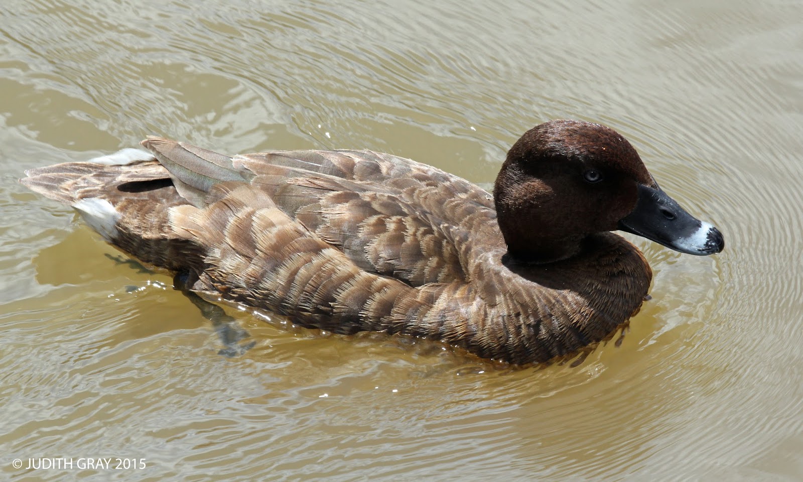 Toowoomba Waterbird Habitat