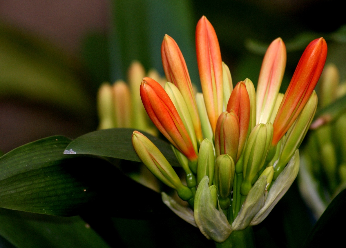 A photo, A thought............: Plant: Bush lily....
