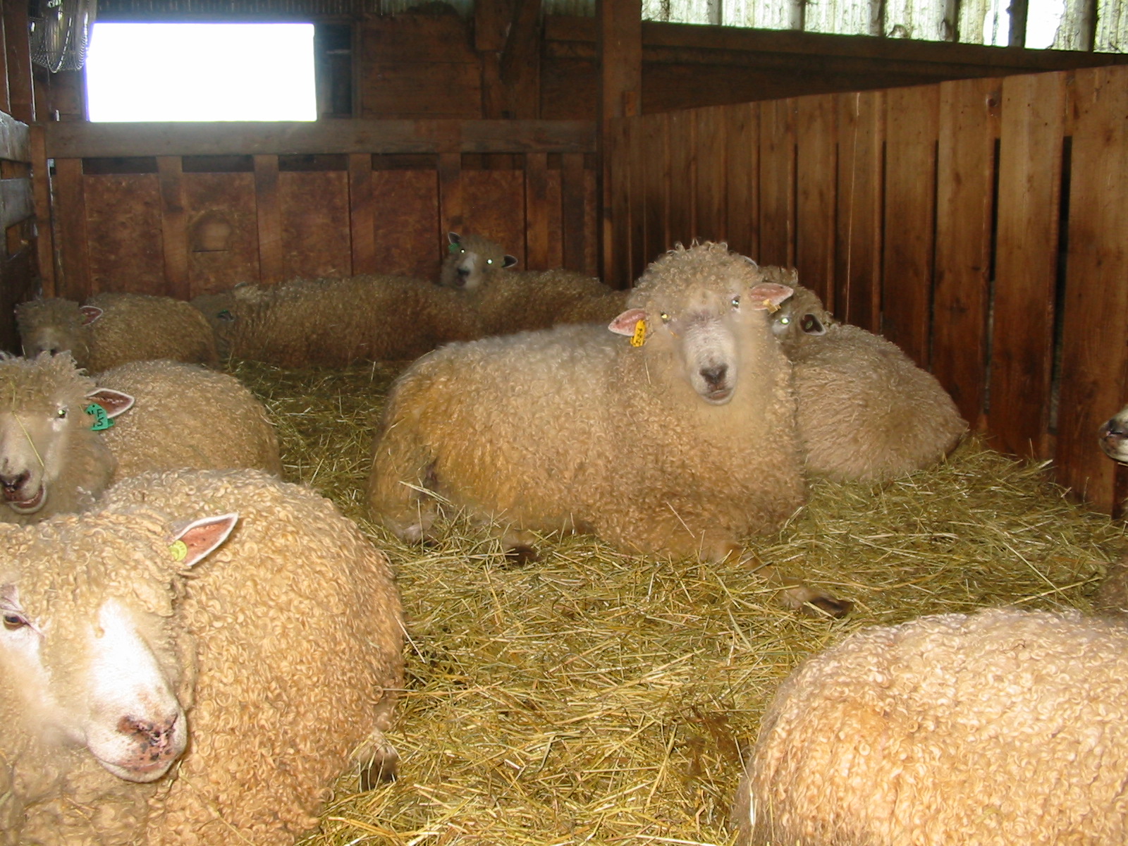 Knee Deep in Sheep: Happy Thanksgiving