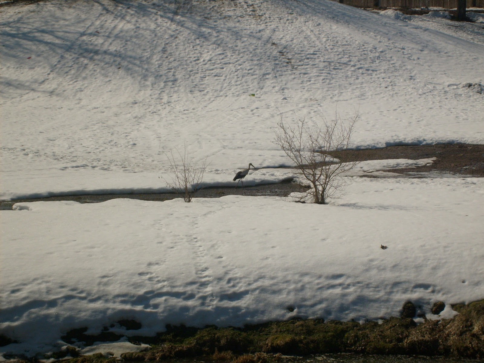 Krootuse sipelgate sagimised: Käisime kevade märke otsimas