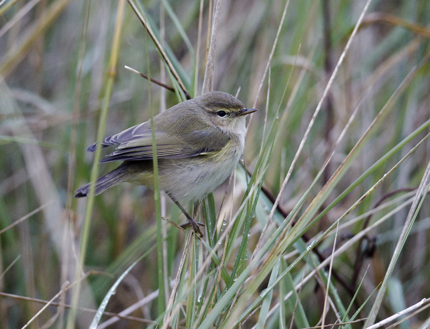 pewit: Common Chiffchaff