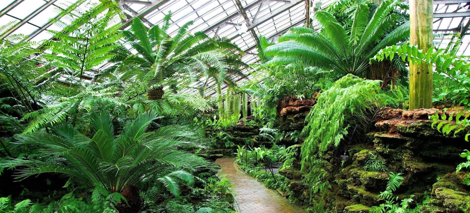 BOTANICAL PLANTS: 'TERMINALIA MANTALY COMBRETACEAE'