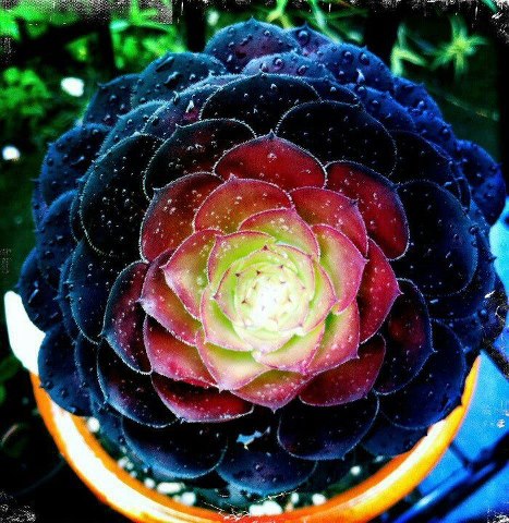 Aeonium cyclops giant flower | New Style To Live